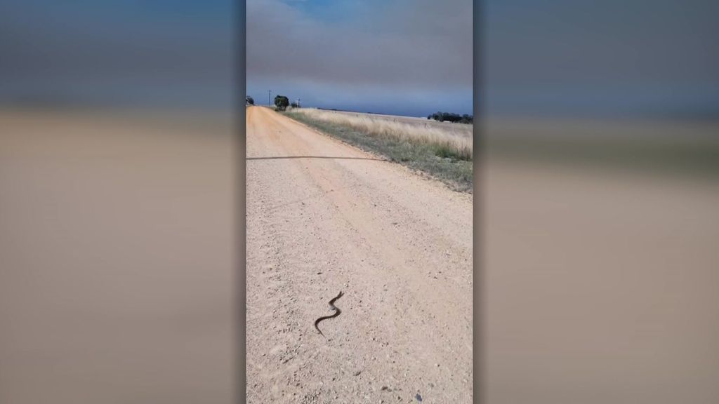 Snake slithers across the road in Willaura - ABC News