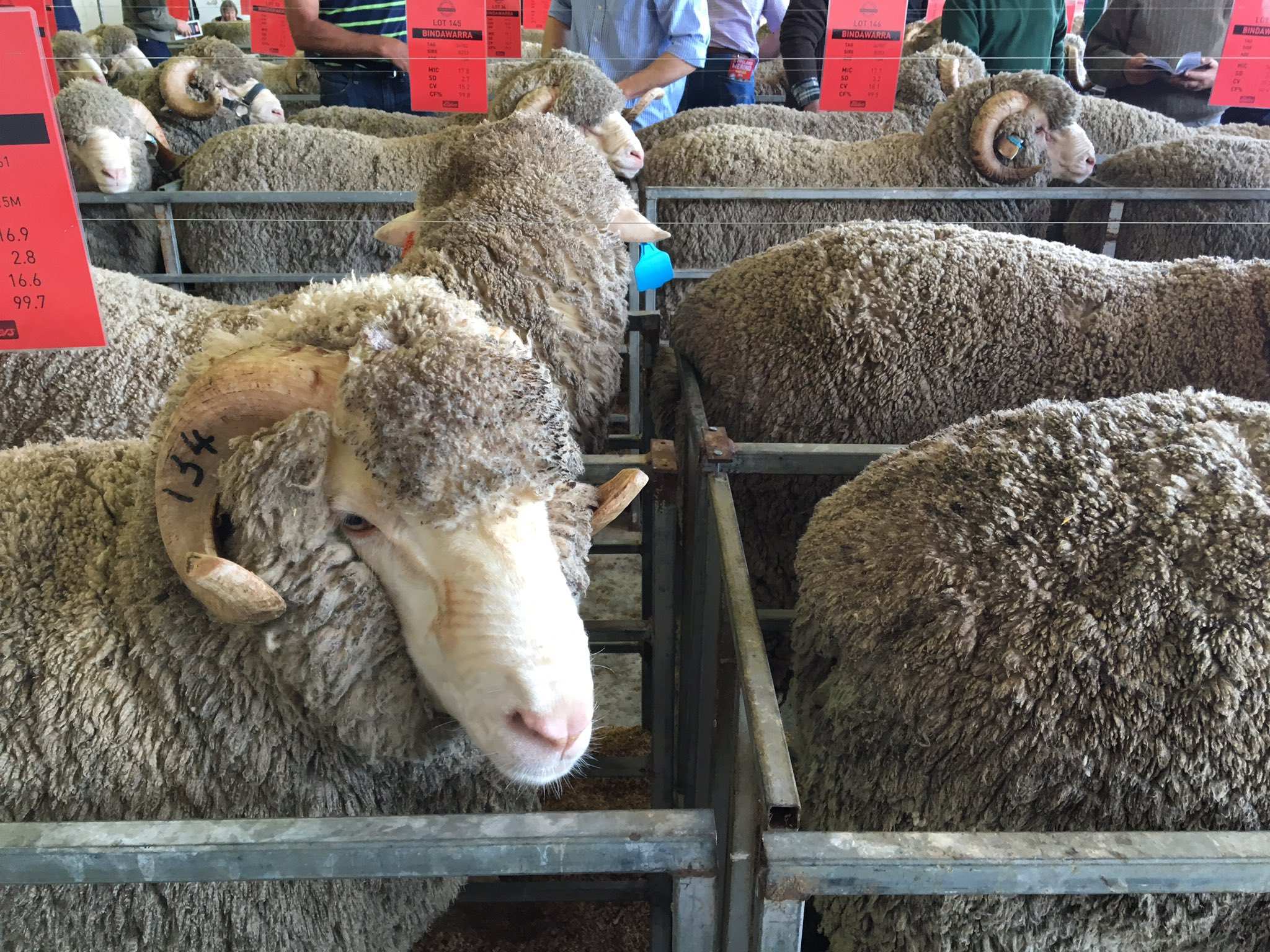 Demand for dual-purpose sheep drives strong prices at annual Gippsland ...
