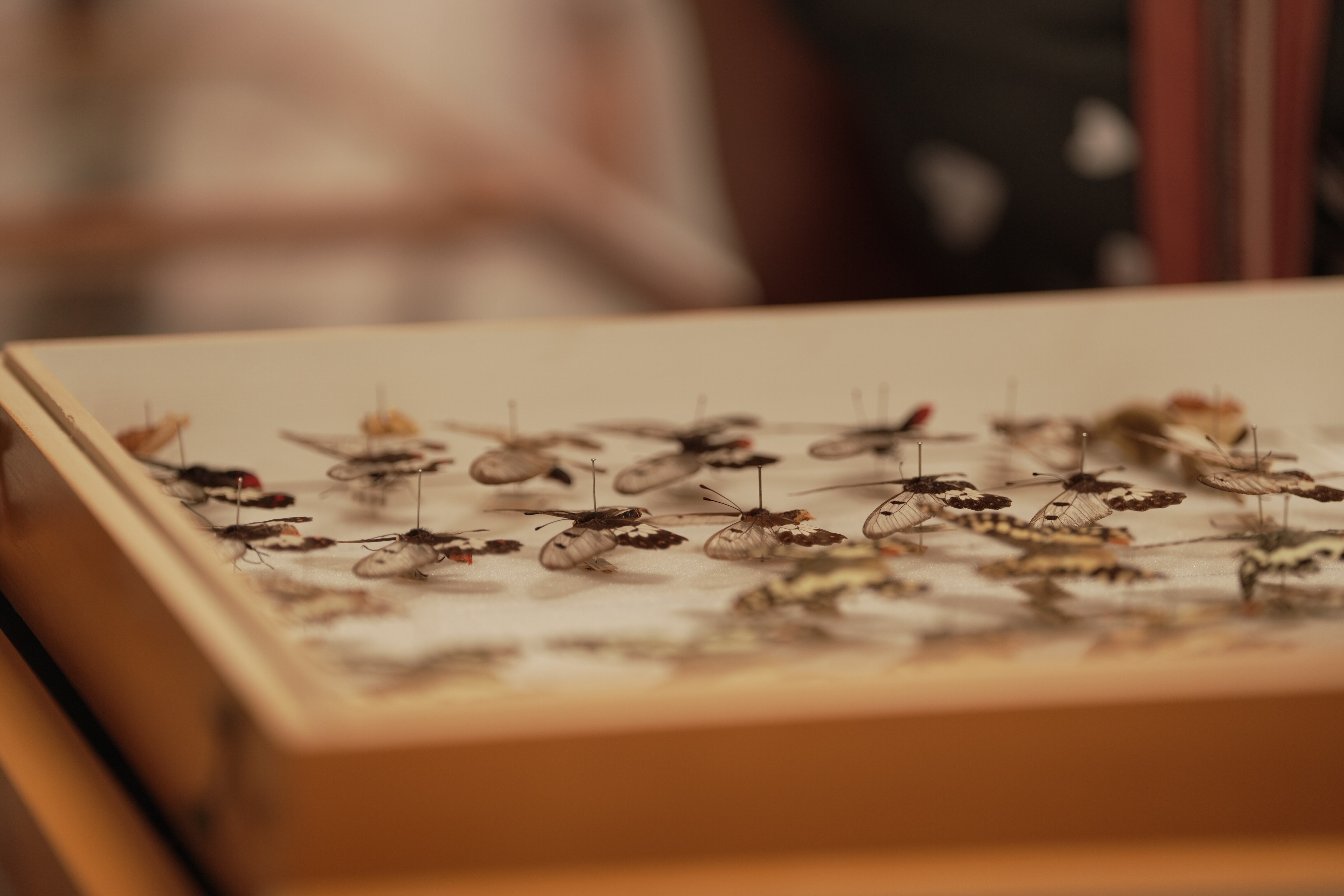 NT insect collection opens doors to citizen scientists to share ...