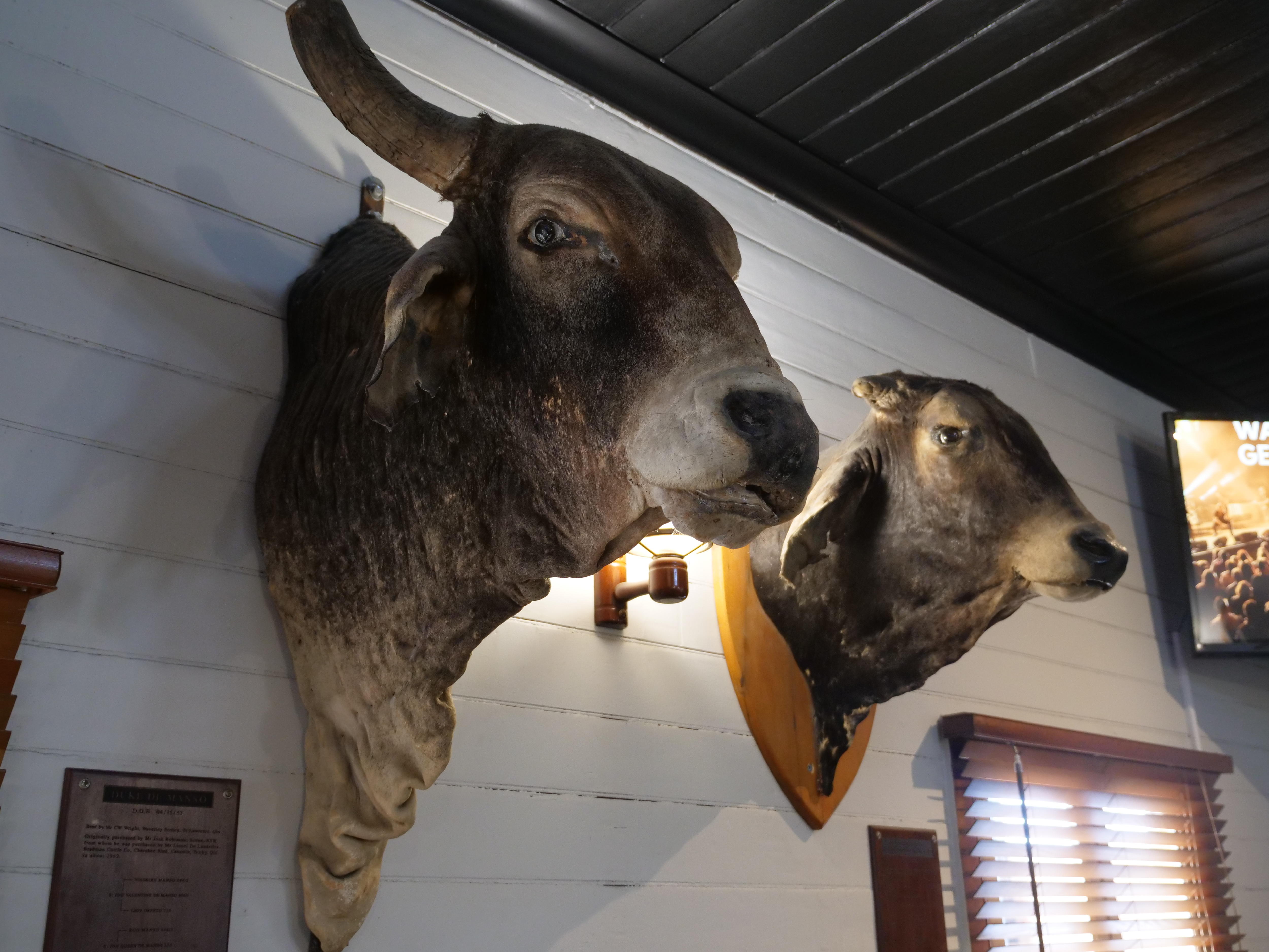 Rockhampton and Roma rodeo pubs hook up for a five-round battle of the ...