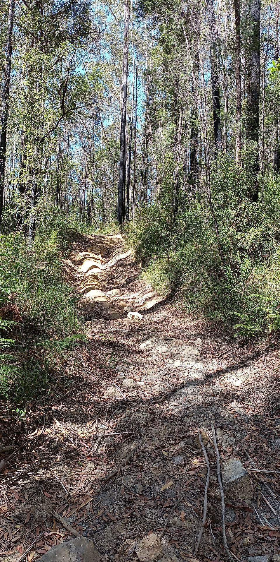 Family spends Christmas night stranded in NSW's Mount Boss forest after ...