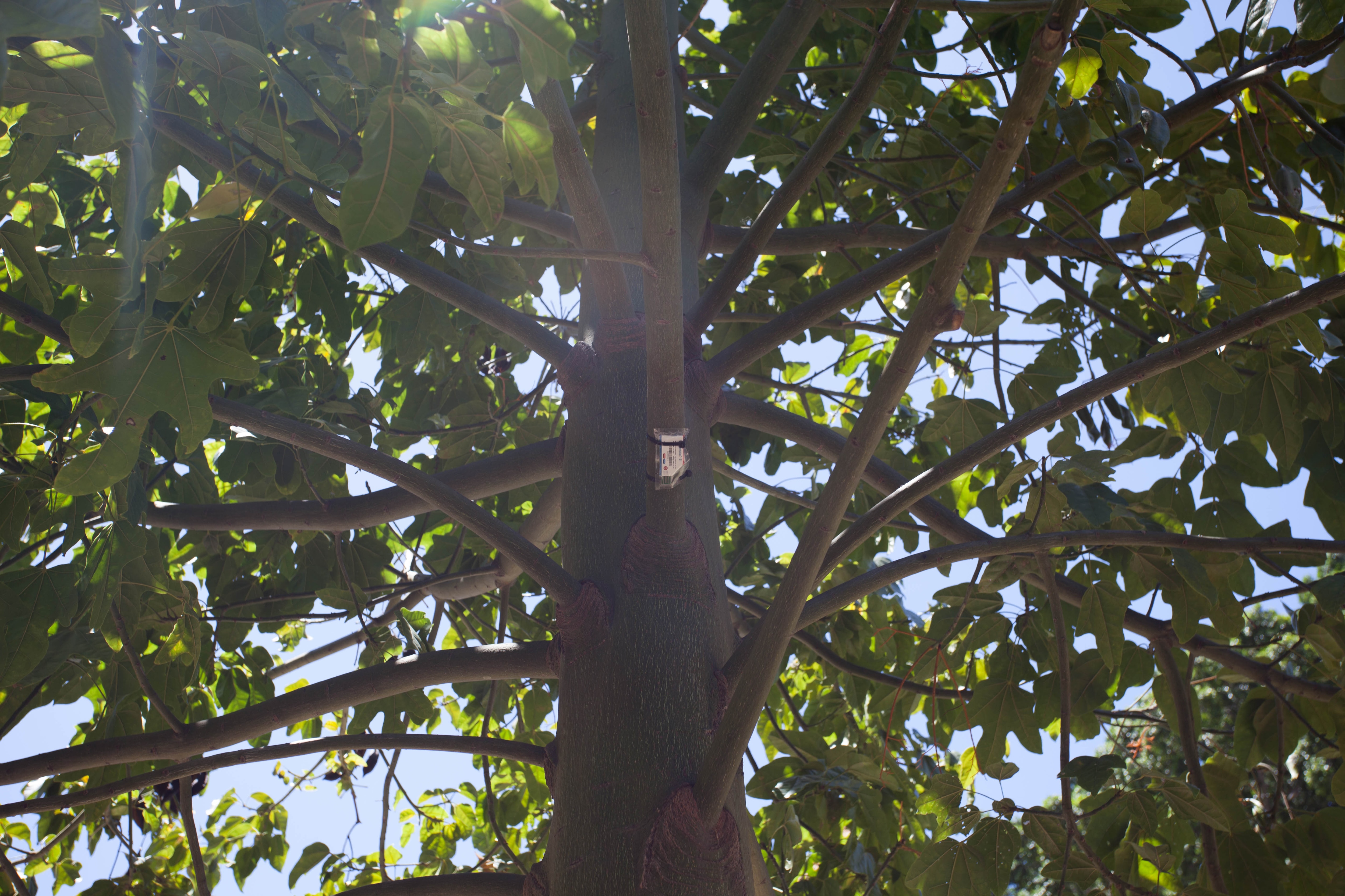 How Western Sydney is tackling the mysterious 'heat island' effect ...