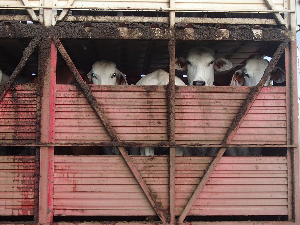 Clive Phillips - ABC News