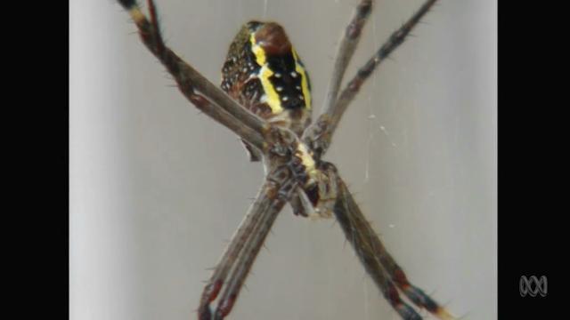 Our Animals: Spider features - ABC Education