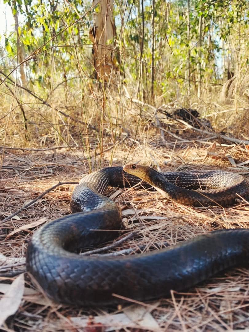 Sydney snake catchers inundated with calls as safe release sites get ...