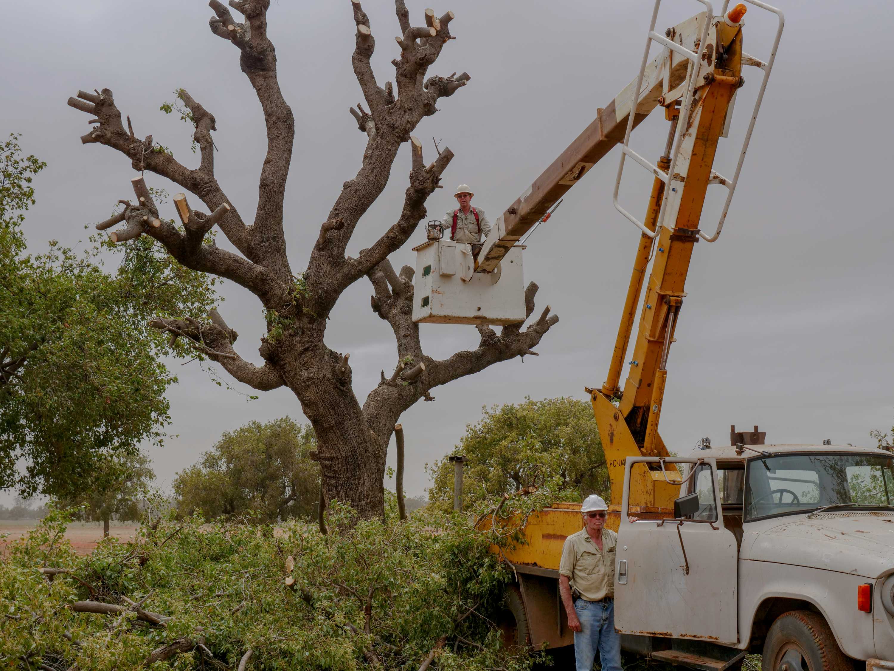 NSW farmers take up tree lopping to feed drought-stricken cattle - ABC News