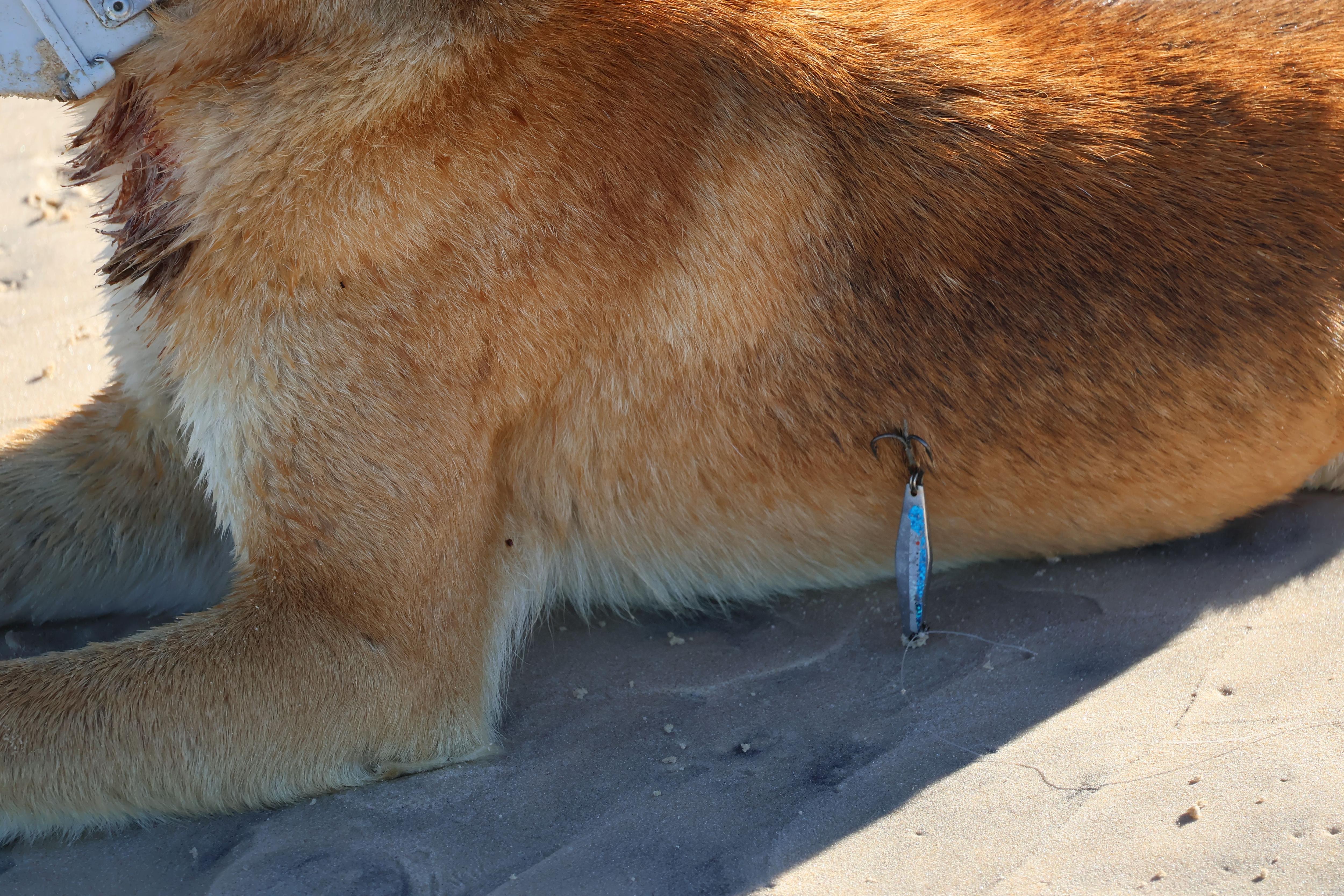 Dingoes and other wildlife on K'gari (Fraser Island) injured by ...