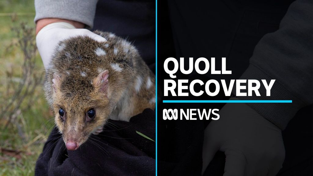 Plan to help endangered eastern quolls - ABC News
