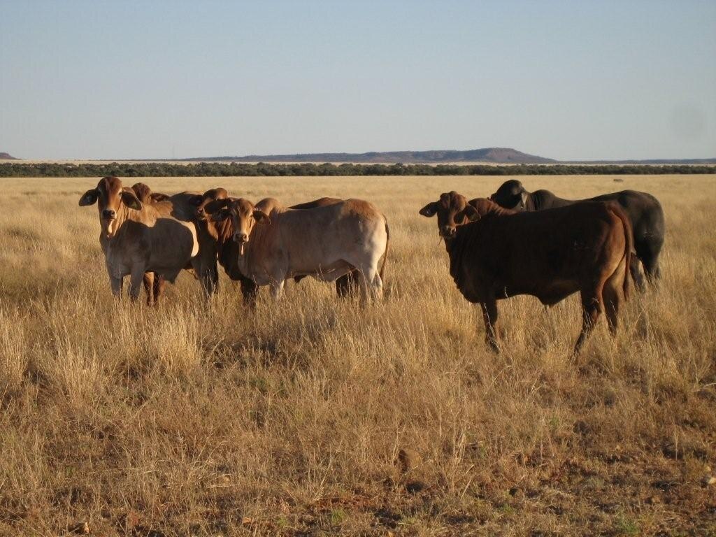 Cattle boss leaves AACo for CPC - ABC News