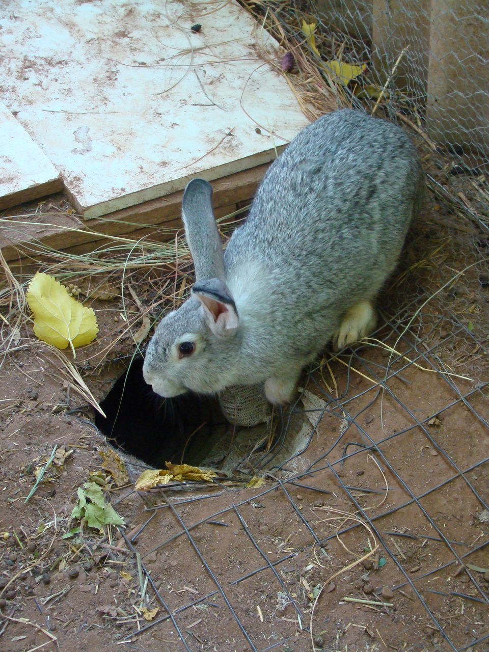 Scientists hunting rabbits across Australia - ABC News