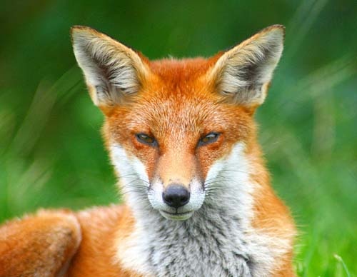 Tasmanian Red Fox