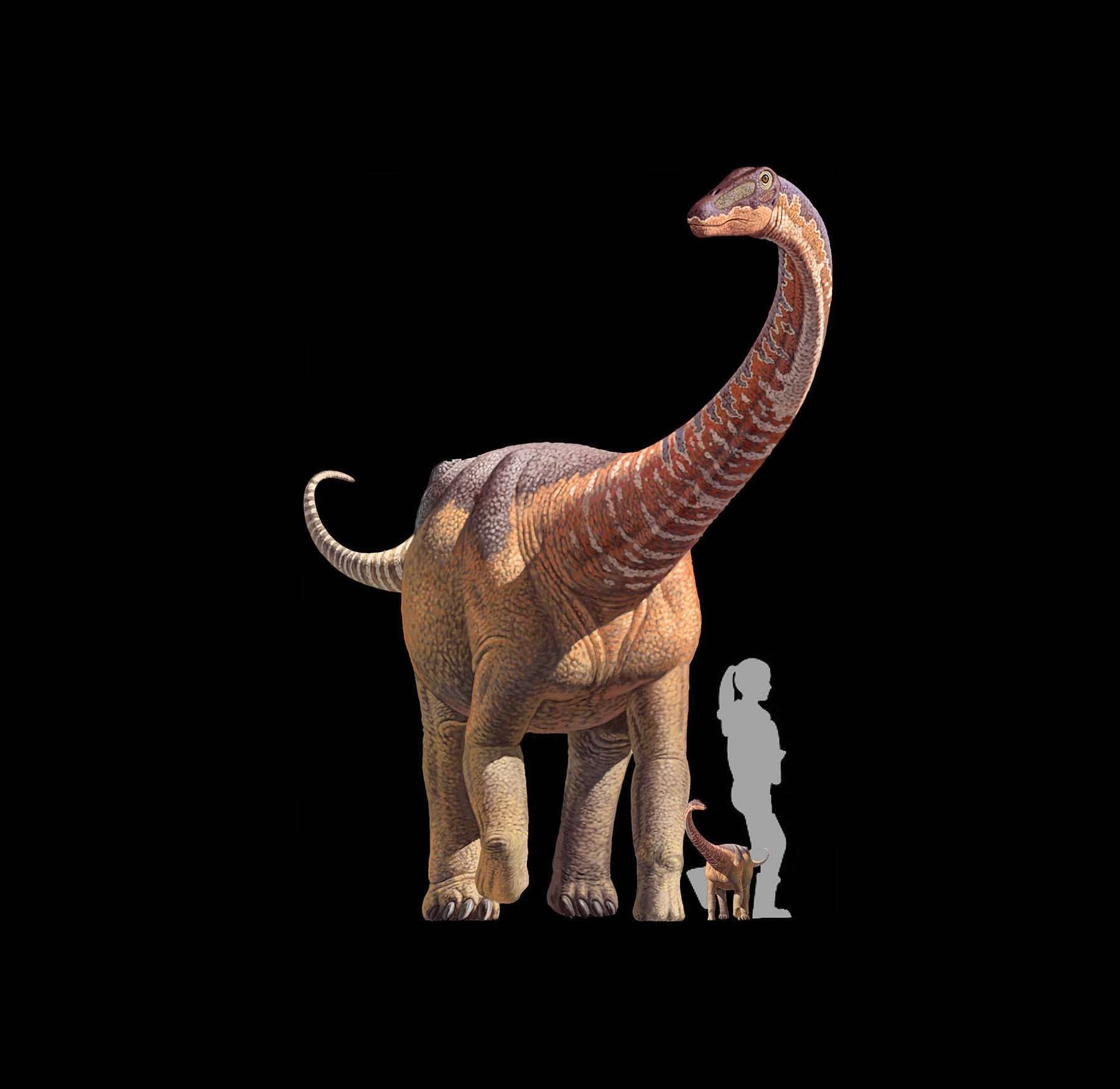 Adult-like proportions may have given baby titanosaurs an advantage ...