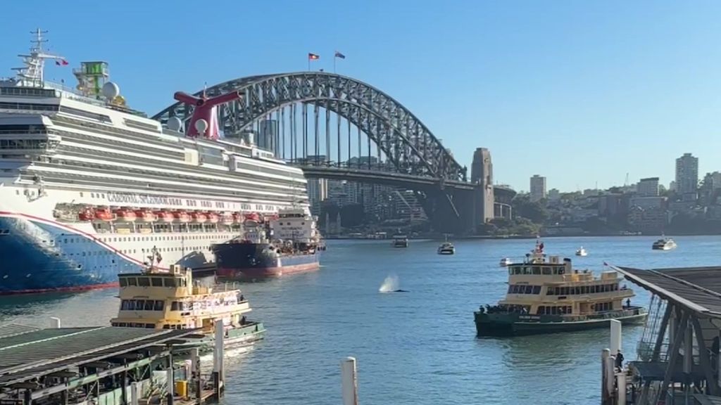 Whale at Sydney's Circular Quay - ABC News