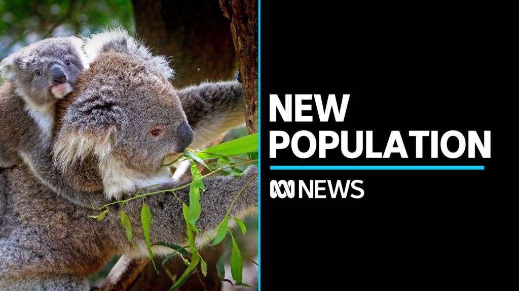 Major survey identifies new koala population in north-western NSW - ABC ...