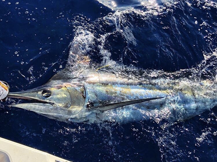 The Big Fish: John McIntyre with the History of Game Fishing in ...