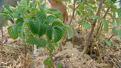 Maintaining Raspberries - Gardening Australia