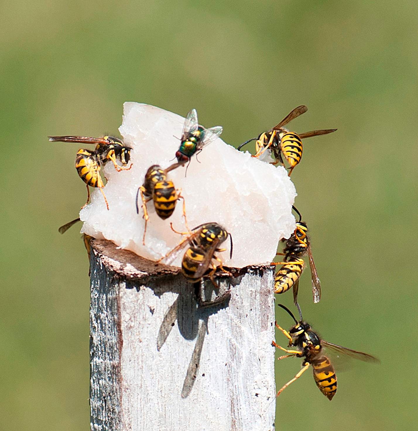 European wasps predicted to cause problems in Kalgoorlie-Boulder - ABC News