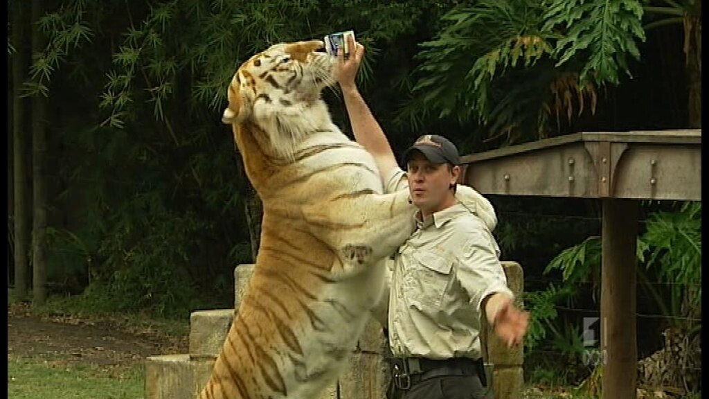 Tiger bites handler at theme park - ABC News