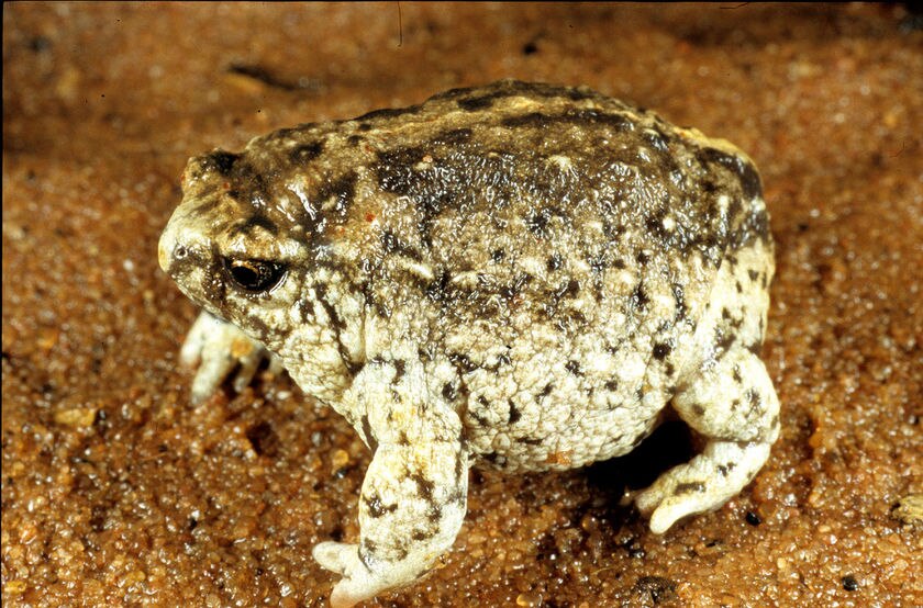 Ancient frog unveiled - ABC News