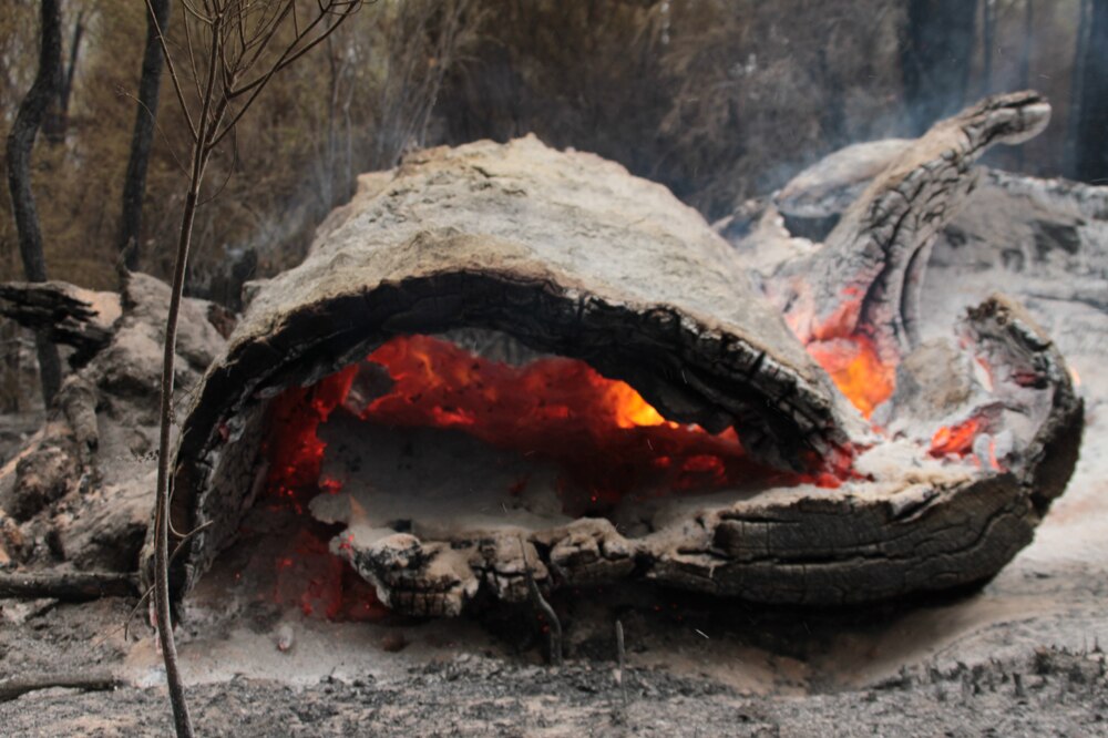 Prescribed burn escapes ignite argument over best time to burn off ...