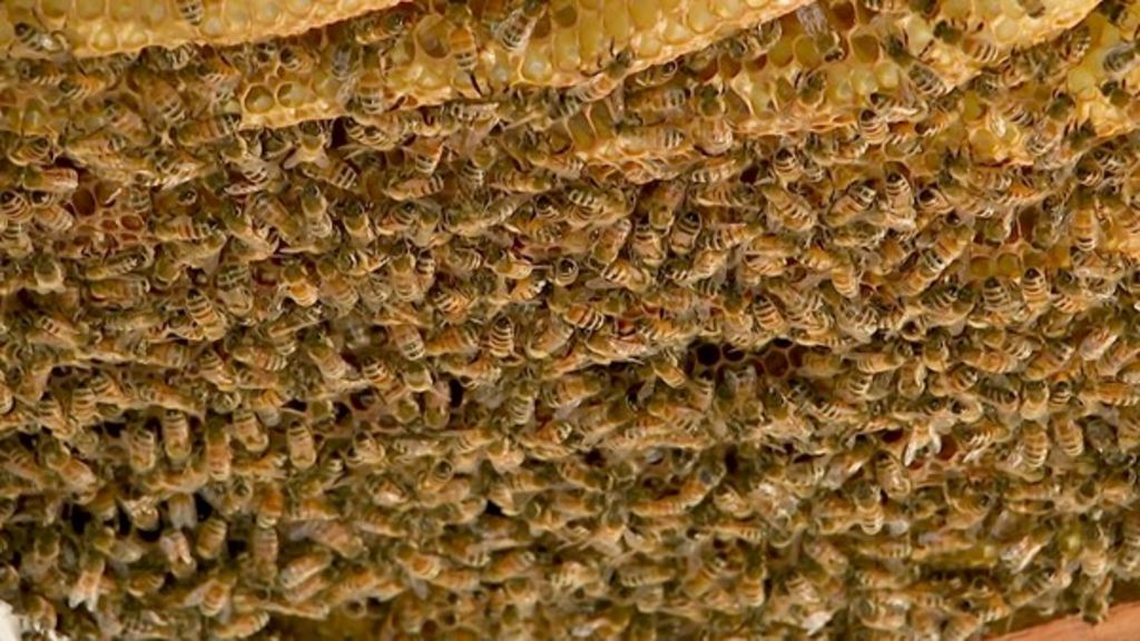 Bee Rescue: The delicate art of removing bees from houses - ABC News