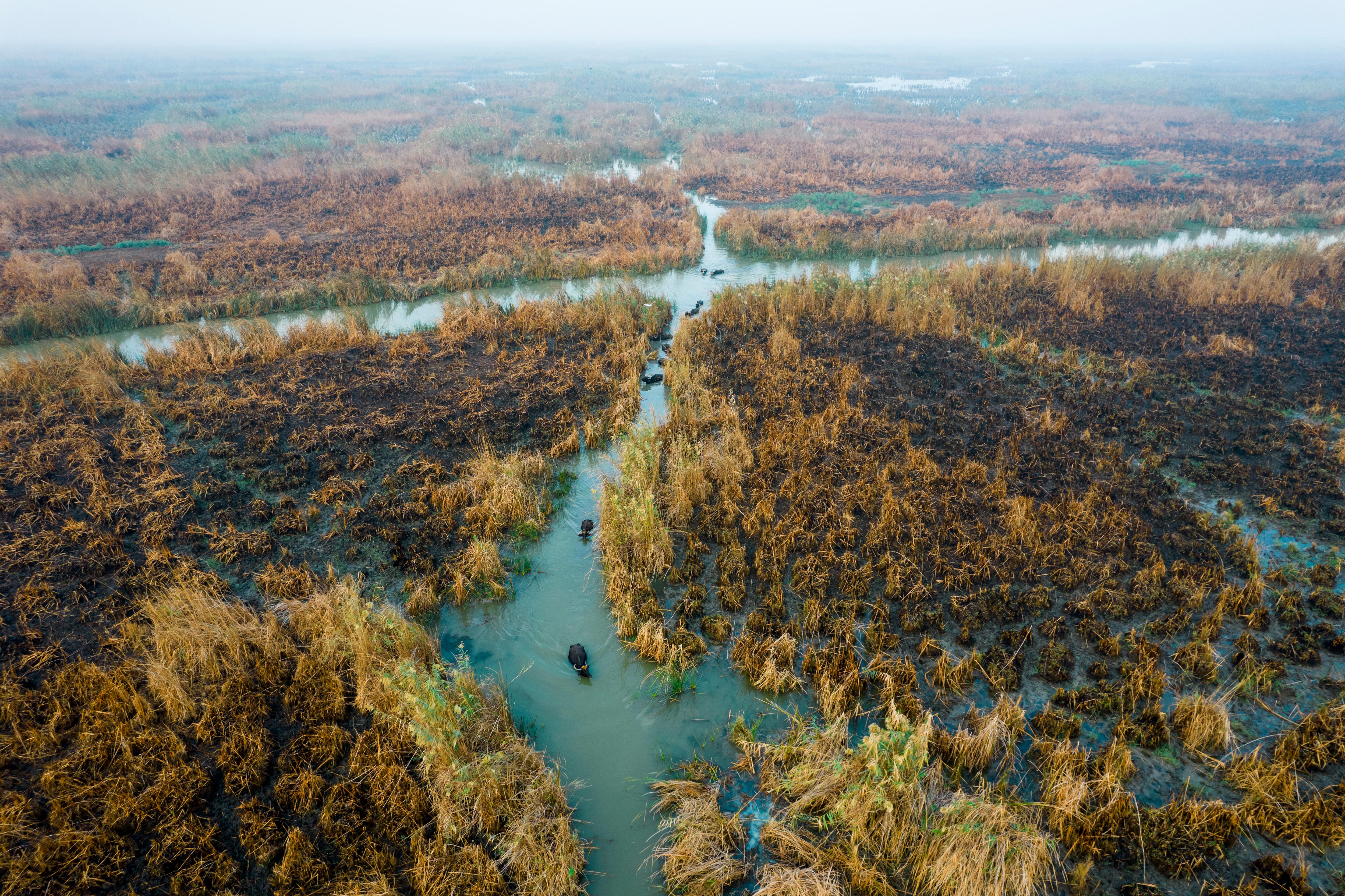 Salt and drought killing buffaloes in Iraq's southern marshes - ABC News