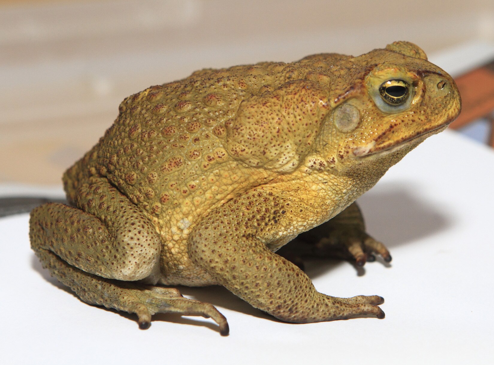 Cane toad hitches ride from Kununurra to Perth - ABC News
