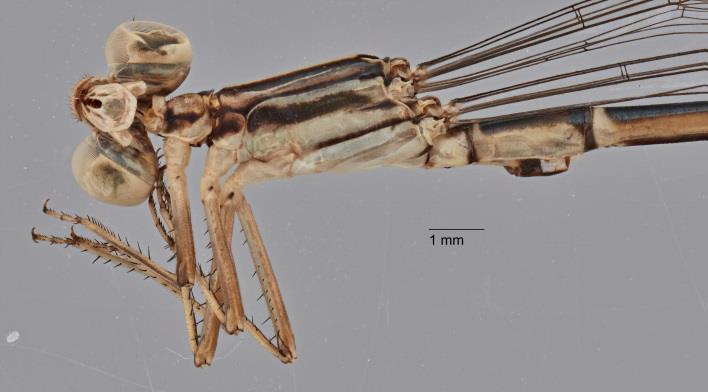 Dragonflies and damselflies: Why these vividly coloured, mosquito ...