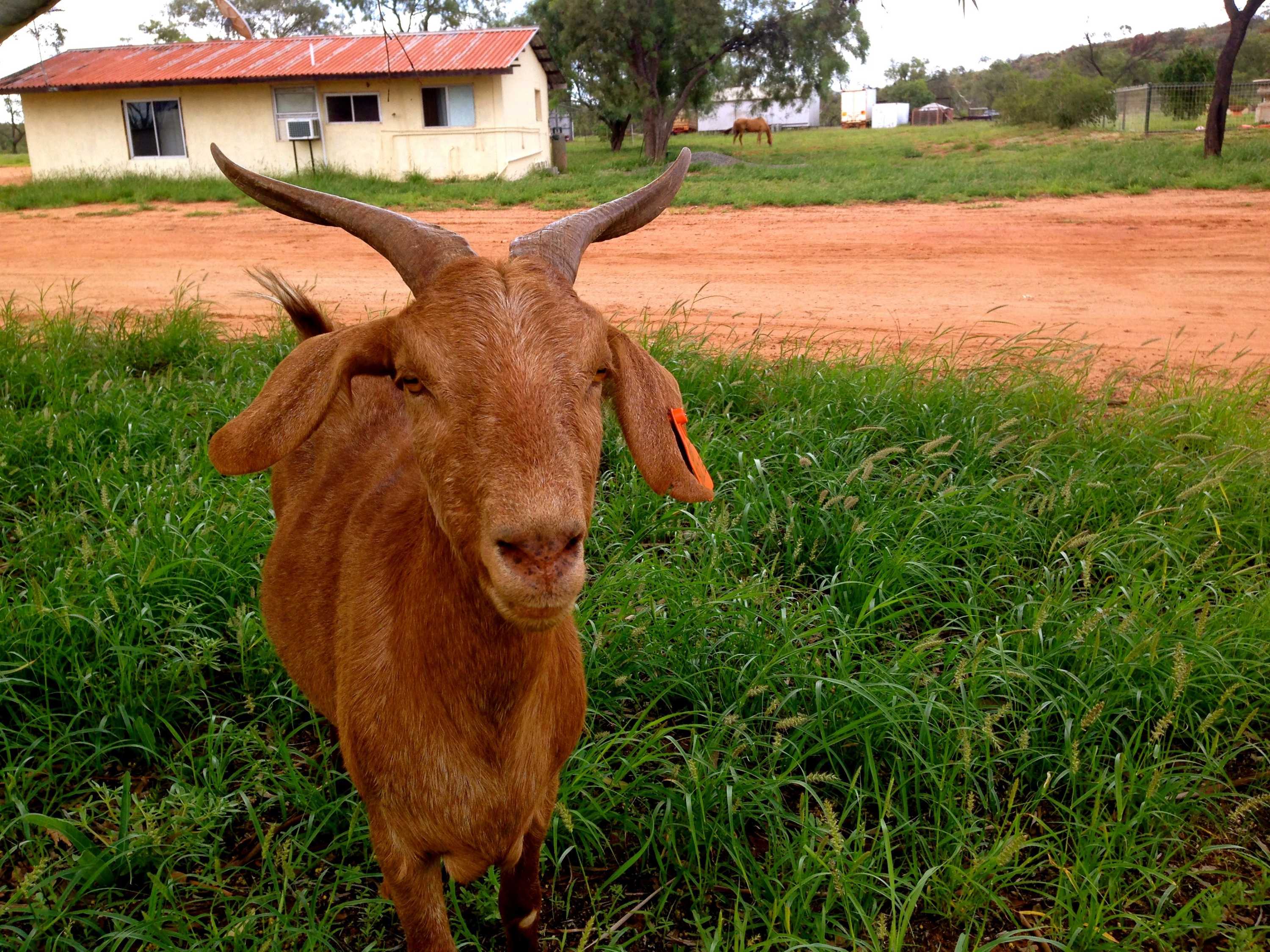 Northern Territory pastoralist hopes for goat comeback - ABC News