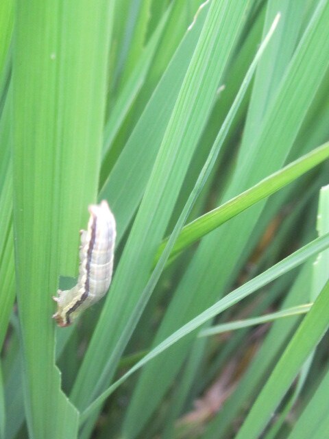 Hungry armyworms feed on Riverina rice crops - ABC News