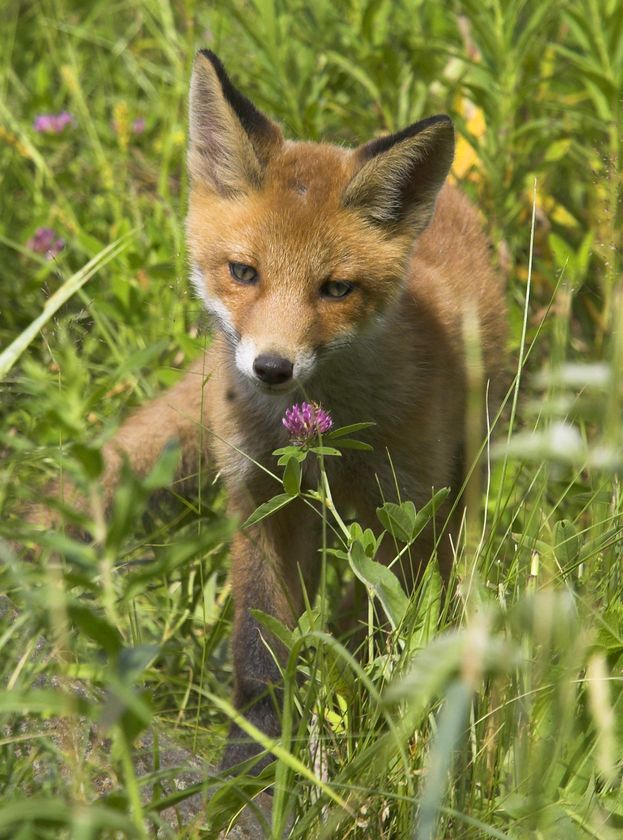 Fake fox evidence complaint contains new information, MLC says - ABC News