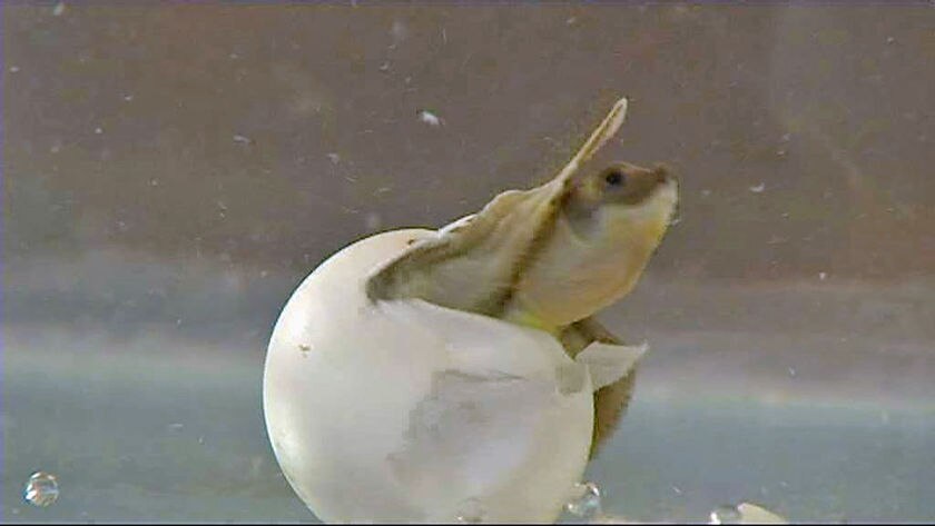 Cameras capture rare turtle birth - ABC News