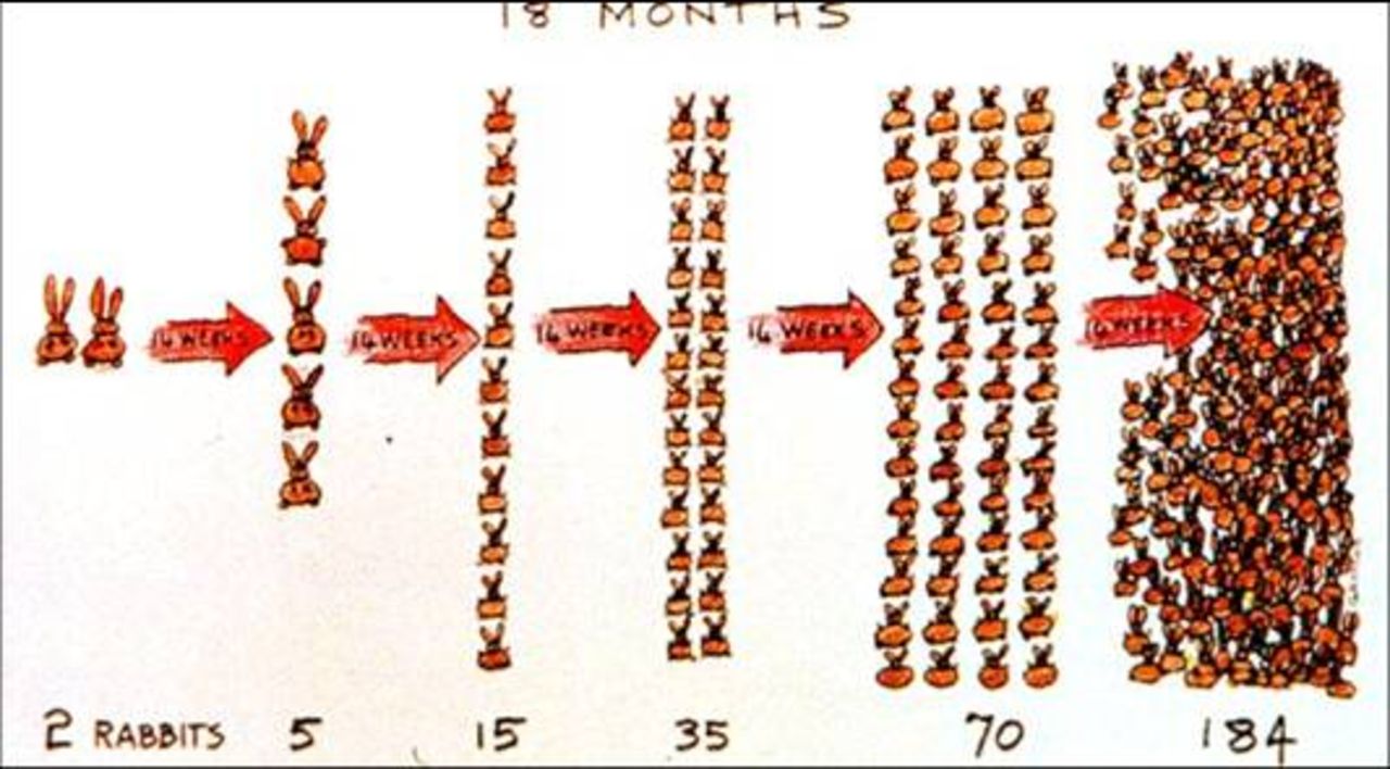 Rabbit plague worst for decades - ABC listen