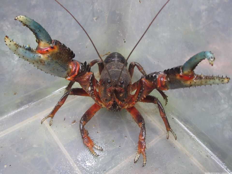 Prehistoric, aggressive and endangered: The Maleny Spiny Crayfish - ABC ...