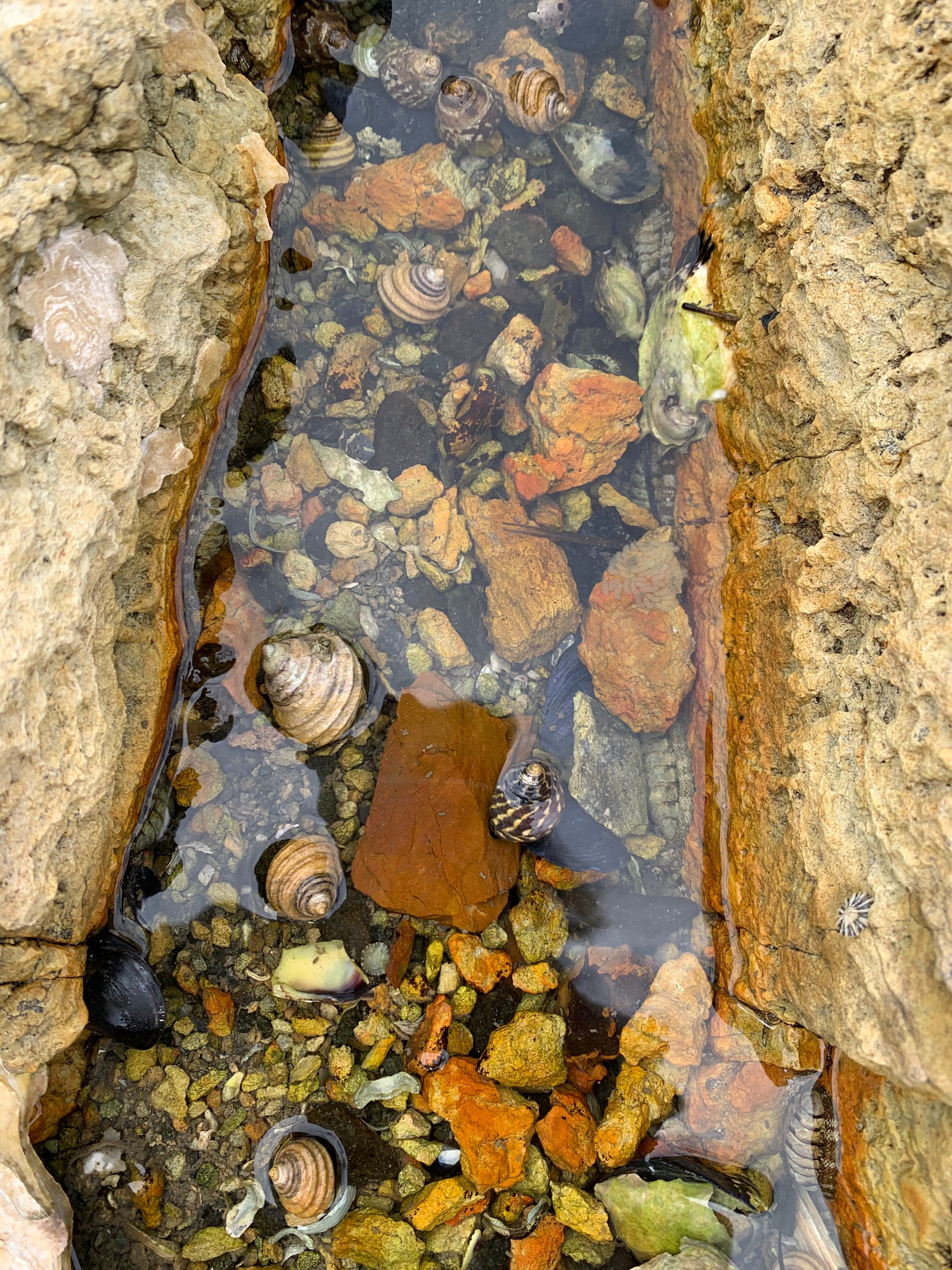 Identification tag found in a rock pool on Tasmania's Bruny Island ...