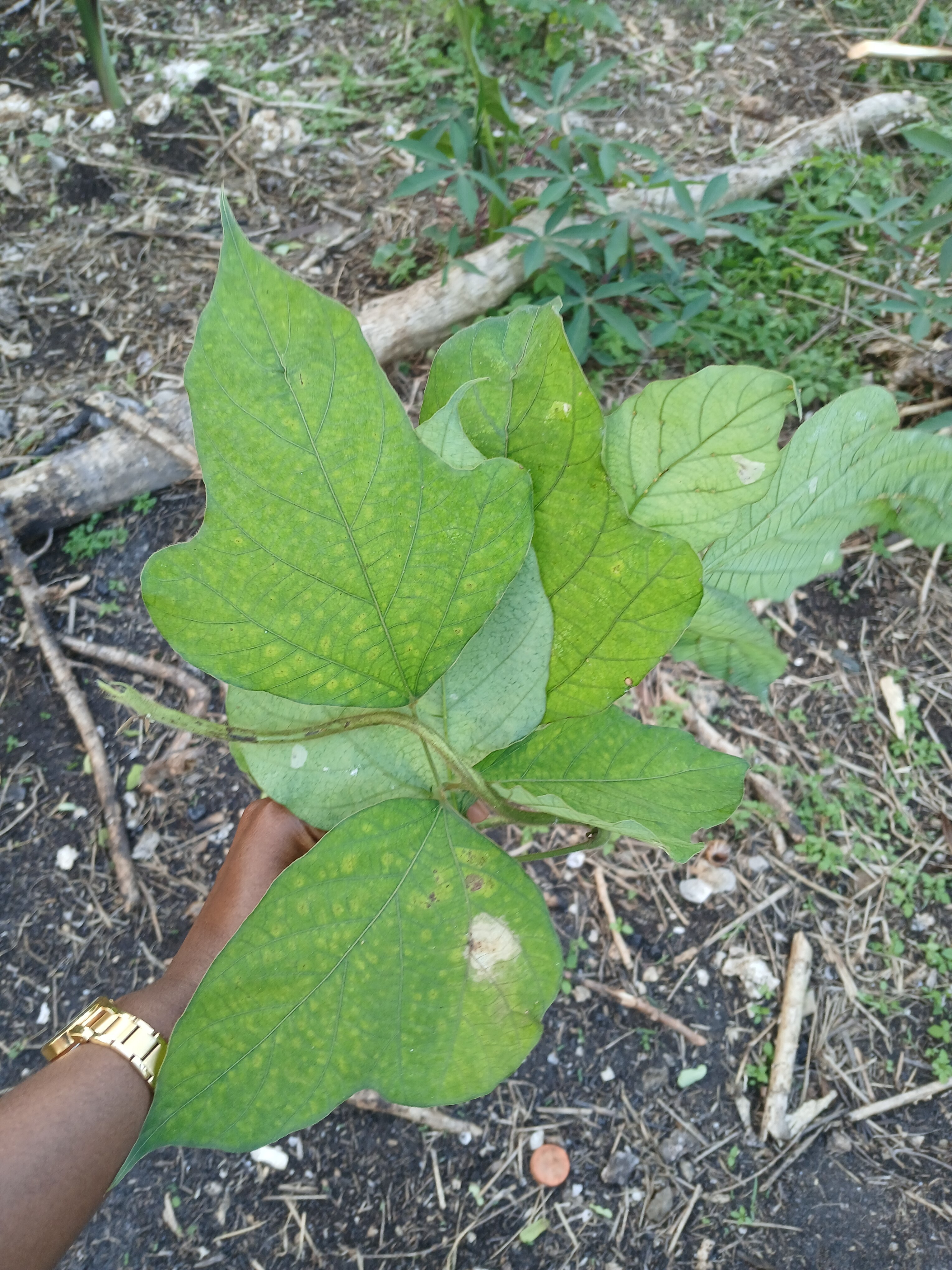 Vanuatu resident explains the wild-growing versatile vine that can be ...