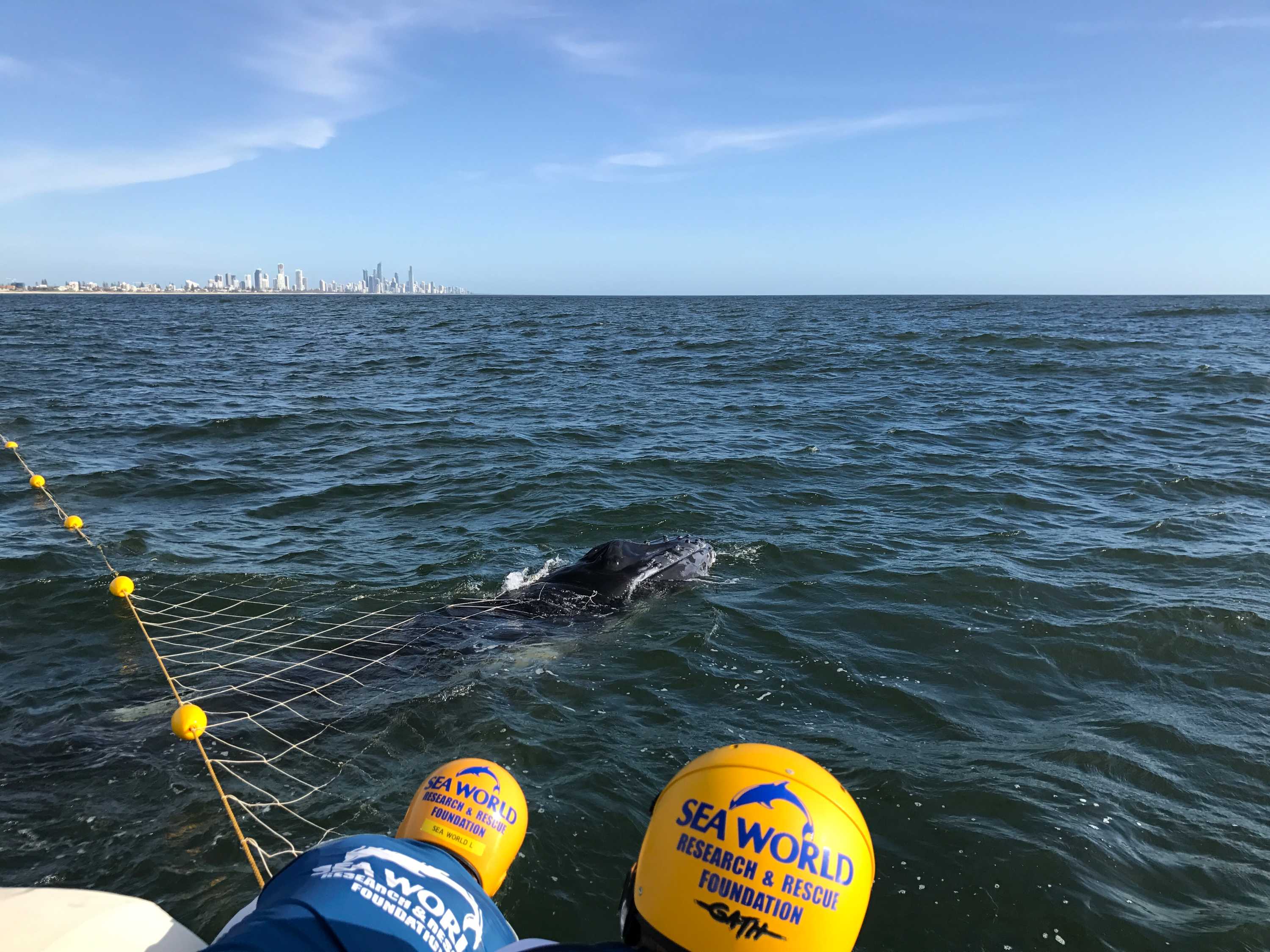 Humpback whale calf freed from shark net off Gold Coast by rescuers ...