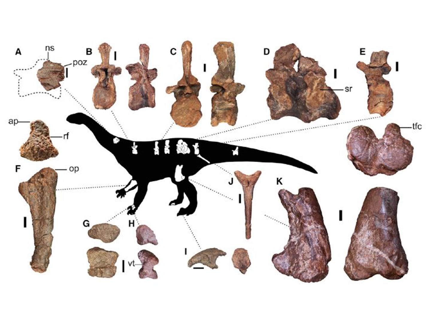 Jurassic giant could explain when and why dinosaurs walked on all fours ...