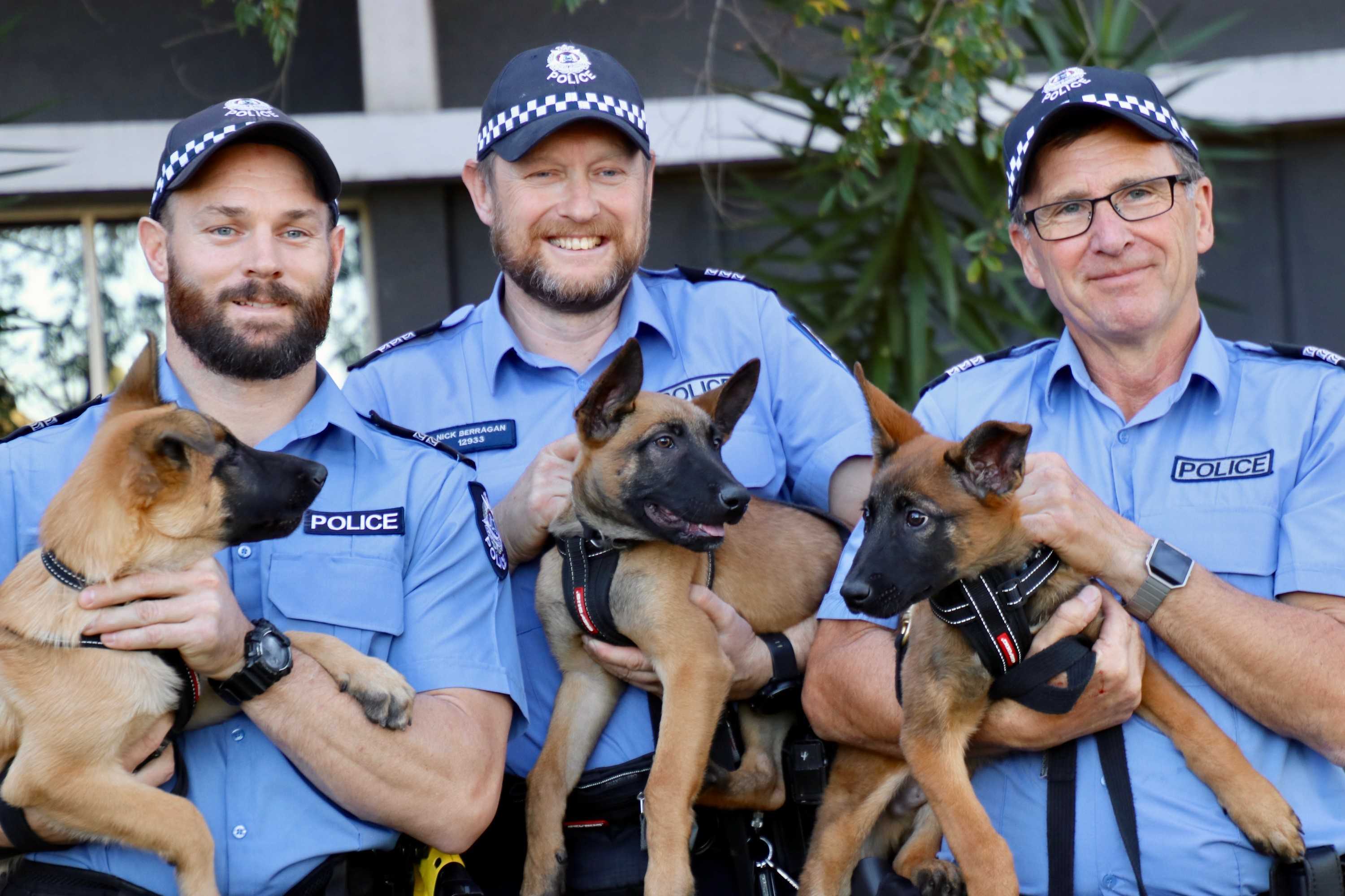 New WA Police 'Swiss Army dogs' preparing to sink teeth into drugs and ...