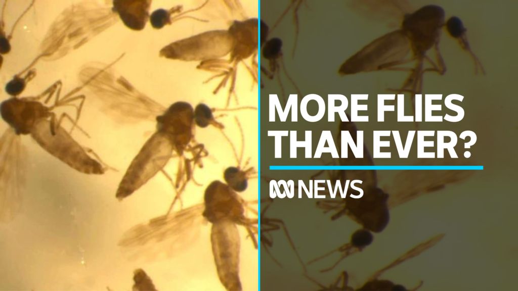 Noticing more flies? You're not the only one - ABC News