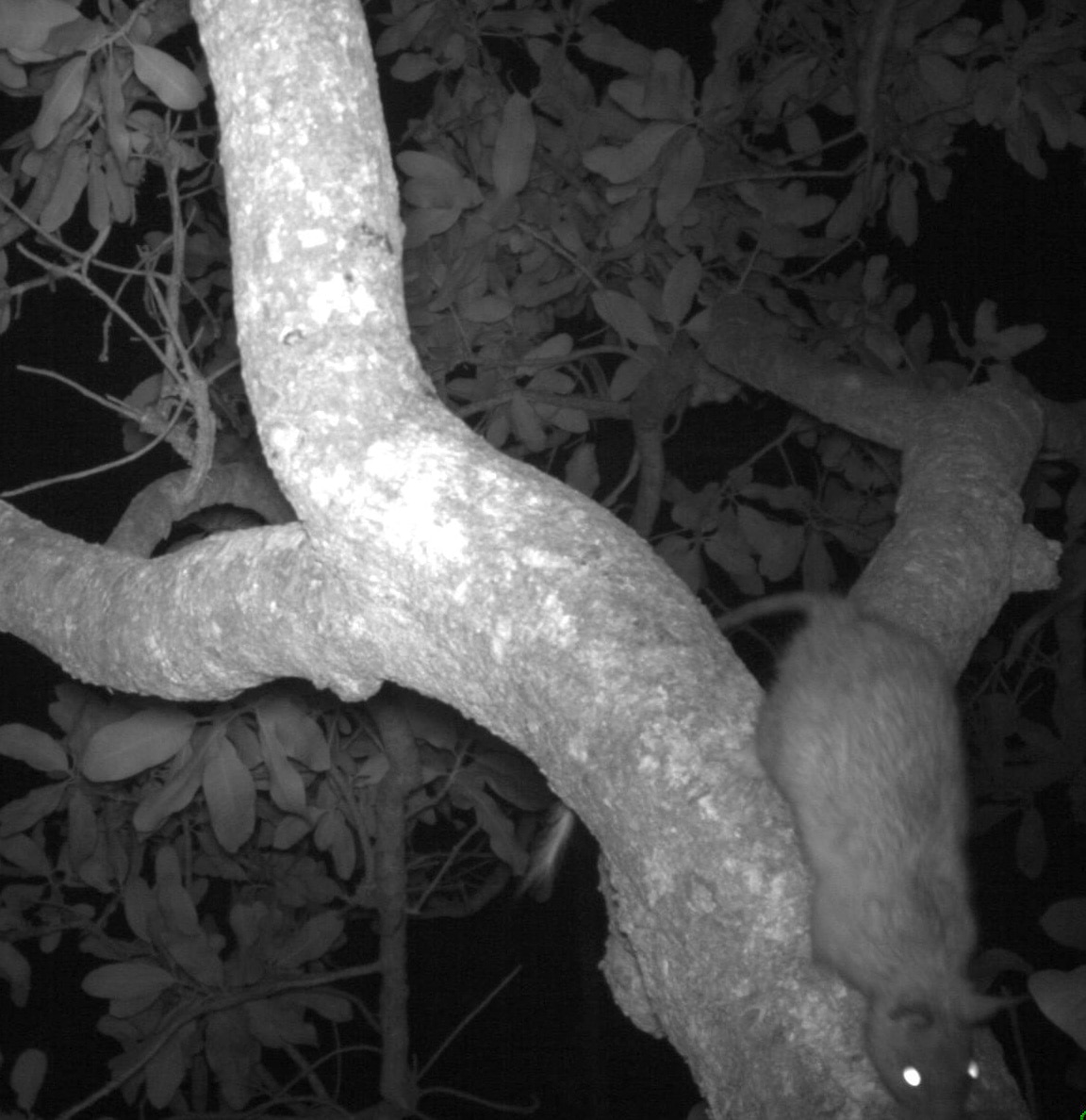 Black-footed tree rat rediscovered in Kimberley after three-decade ...