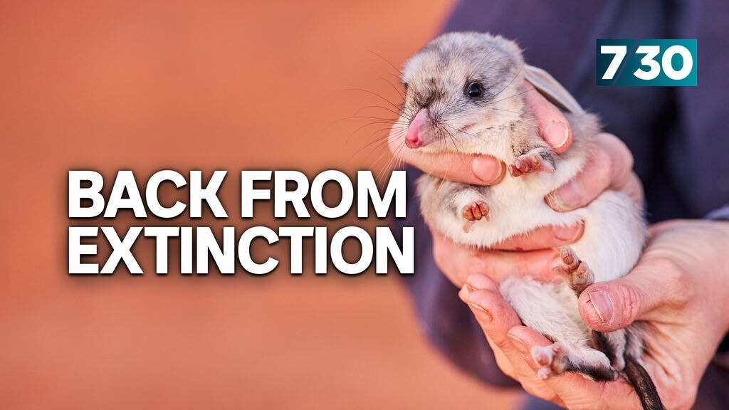 The Wild Deserts program trying to reverse animal extinction - ABC News