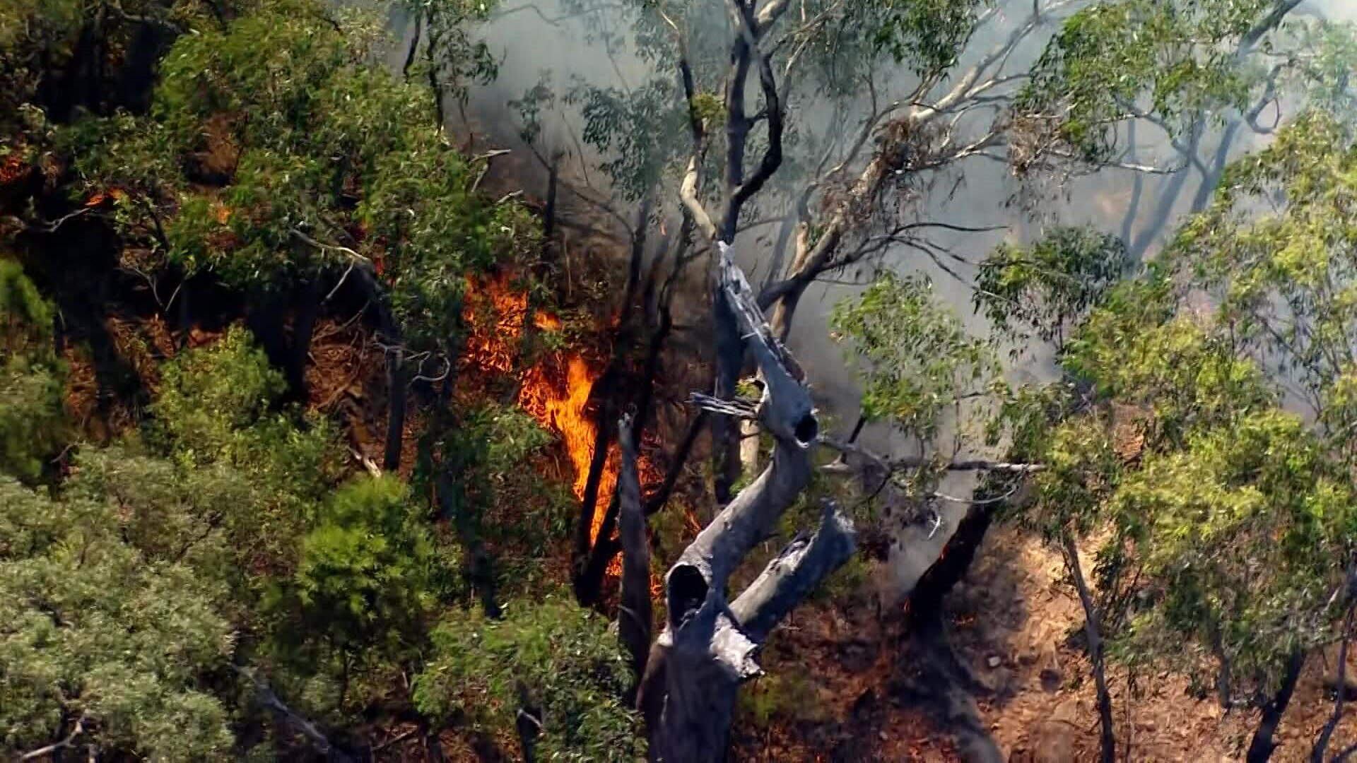 Two dead after light plane crashes in bushland near Appin, south-west ...