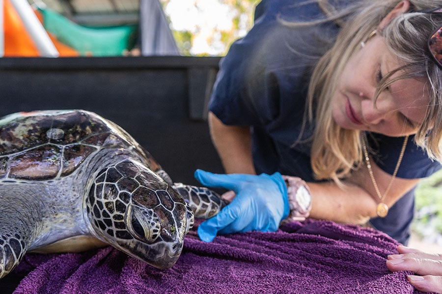 MINT volunteers step in to help save green sea turtles in North ...