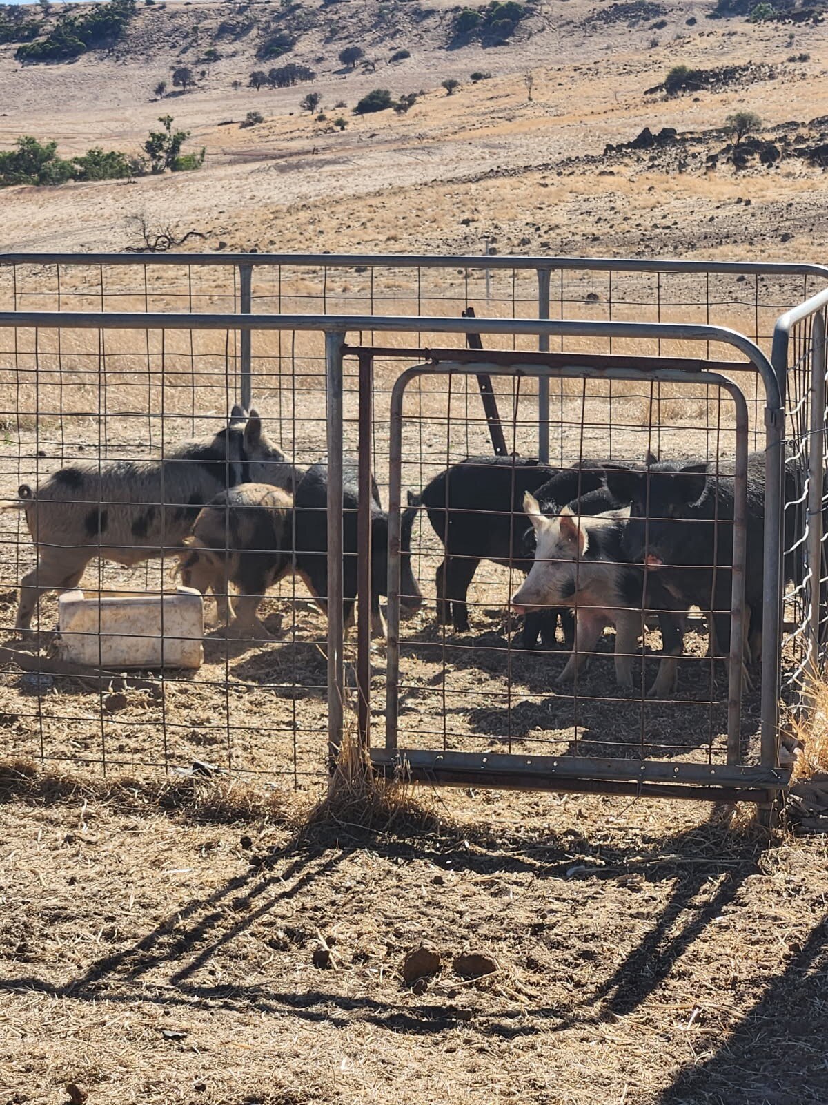 Feral pig cull reduces pest numbers in WA's Northern Agricultural ...