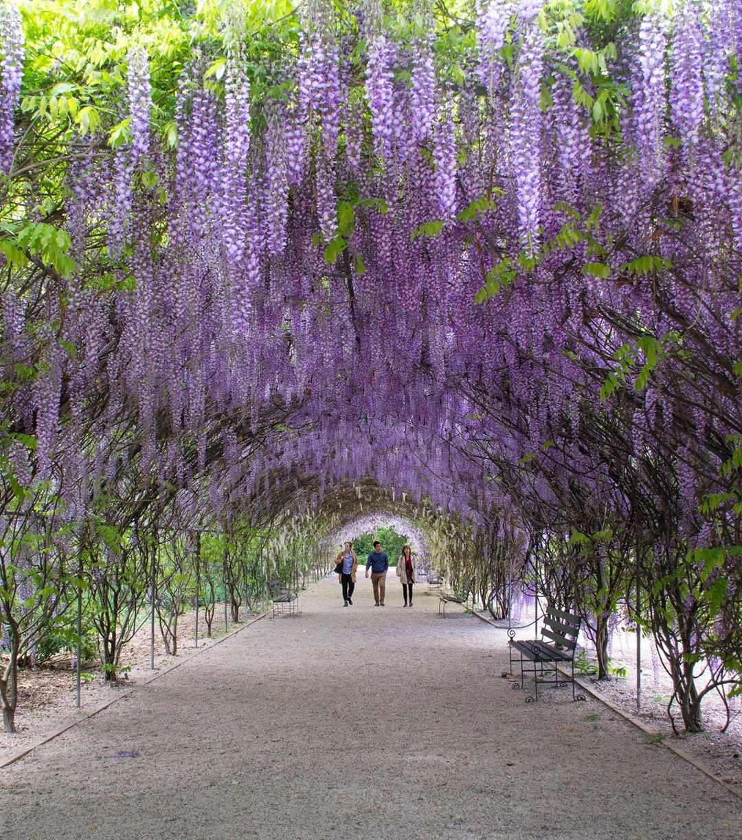 Wishing for a plant like this? ABC garden guru gives tips on taming ...