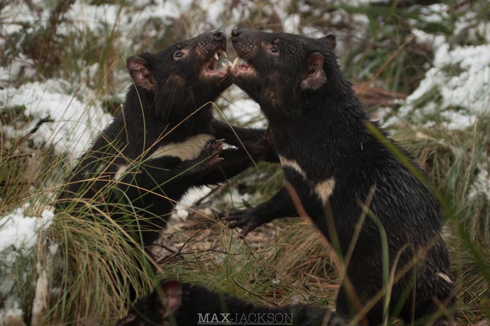 Snow chasers embrace opportunity for rare photos and low degree of risk ...