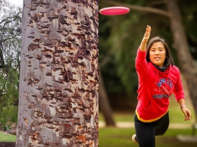 Growing sport in the Adelaide parklands damaging trees in King Rodney ...