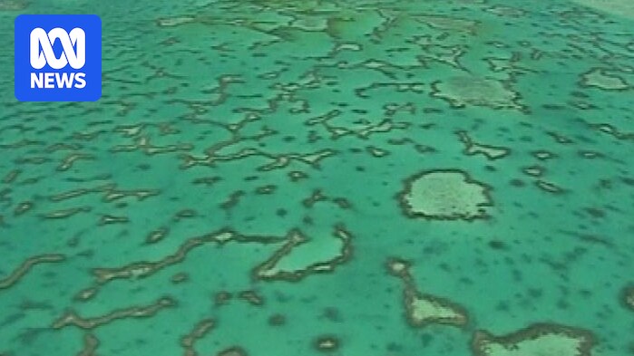 Leaked cables reveal watered down reef protection - ABC News Leaked cables reveal watered down reef protection - ABC News