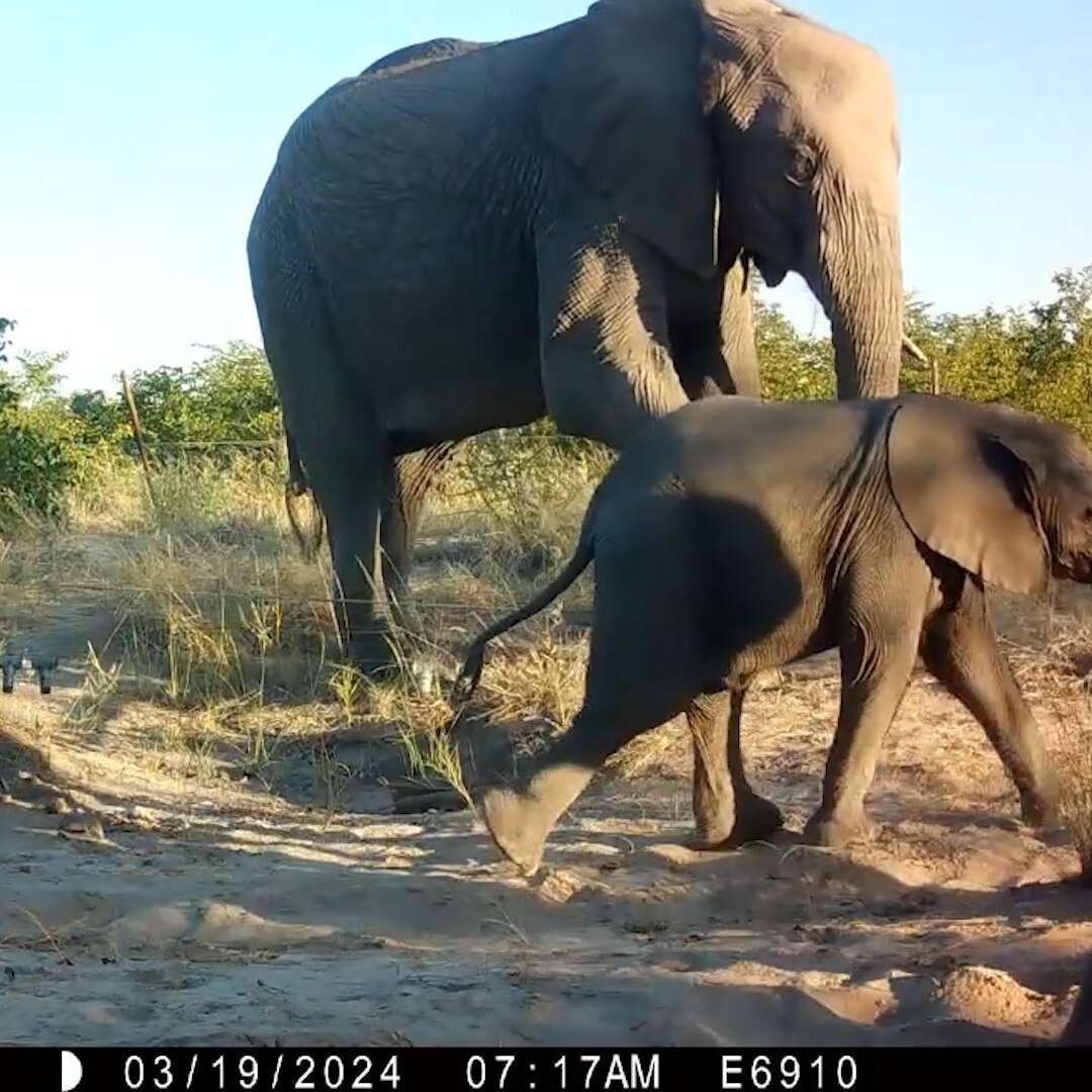 Aggressive elephants in Botswana. - ABC News